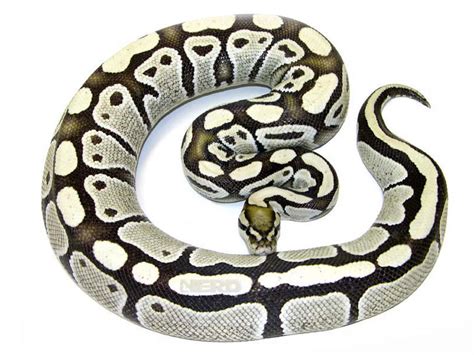 Morph List World Of Ball Pythons