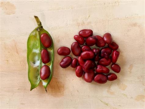 강낭콩의 칼로리 구성과 일일 섭취량 다이어트 Nofat