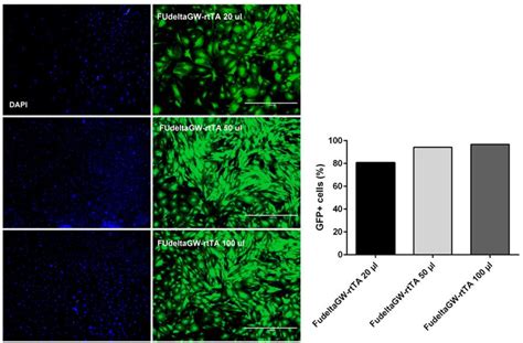 Figure 6 From The Potential Of Direct Cardiac Reprogramming In Cardiac