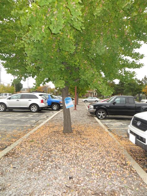 2025 Dnr Urban Forestry Grant Application Now Open