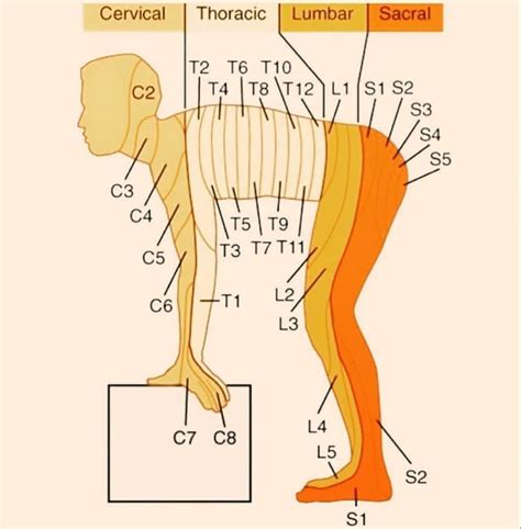 Medical Contents On Instagram This Useful Picture Explains The