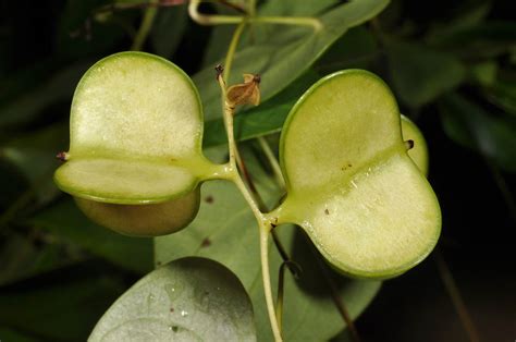 Dioscorea Plant5 Dioscoreaceae