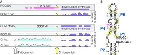 Tpp Riboswitch Arrangements A High Nucleotide Identity Of 3′ Download Scientific Diagram
