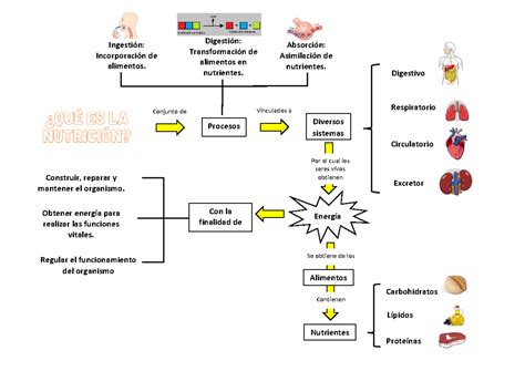 Esquema Nutrición Procesos Diversos Sistemas Alimentos Nutrientes Con La Finalidad De