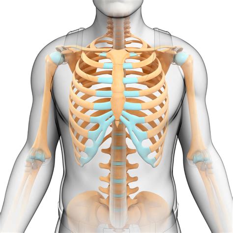 Muscles Around Rib Cage
