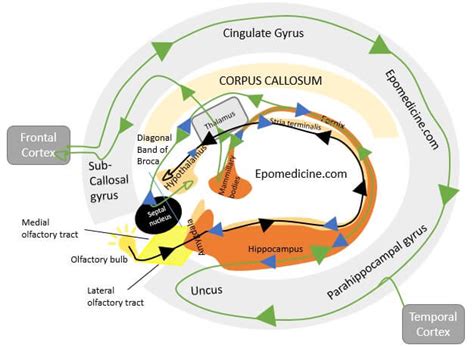 Limbic System Simplified Epomedicine
