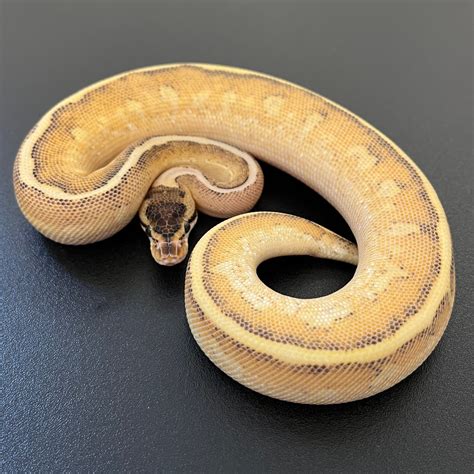 Hidden Gene Woma Highway Ball Python By Living Art Ball Pythons Morphmarket