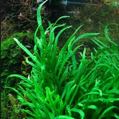 Microsorum Pteropus ‘trident Flora Aquática®