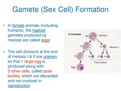 Ppt Meiosis Reduction Division I→pmatc→pmatc Powerpoint