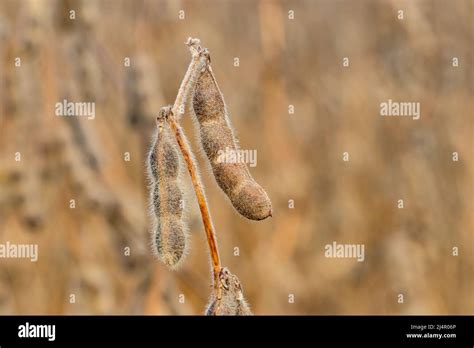 Closeup Of Four Bean Soybean Pod On Plant Stem Farming Agricultural