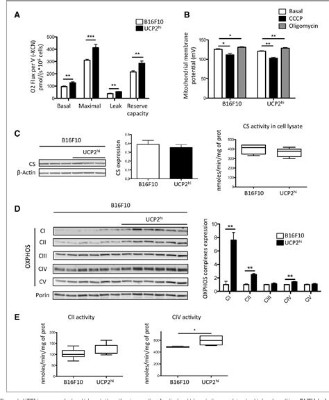 Figure 4 From Mitochondrial Retrograde Signaling Mediated By Ucp2
