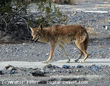 Death Valley Wildlife