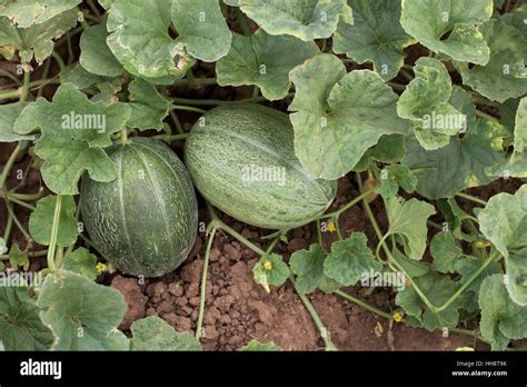 Cantaloupe Plant Leaves