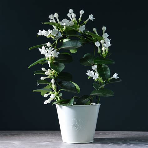 Jasmine As Indoor Plant 10 Best Indoor Jasmine Plants Jasmine