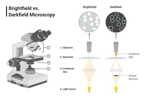 Brightfield Vs Darkfield Microscopy Biorender Science Templates