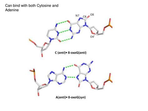 Ppt Mutation Transposition And Repair Powerpoint Presentation Free Download Id4652581