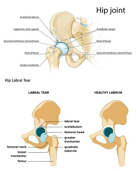 Hip Labral Tear Tests Chiropractic Scientists