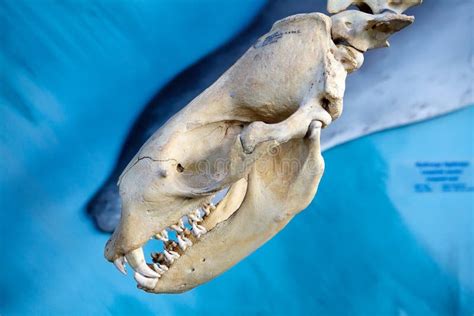 Leopard Seal Skeleton At Museum At Estancia Harberton In Tierra Del