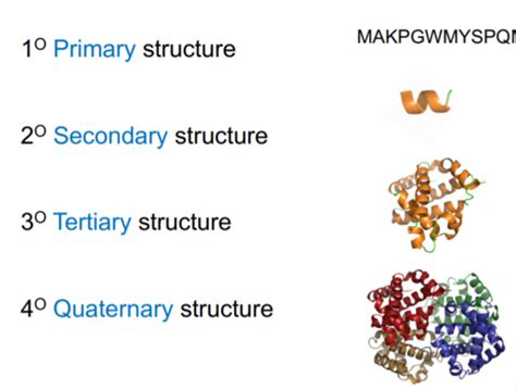 Cell Bio Lecture 3 Flashcards Quizlet