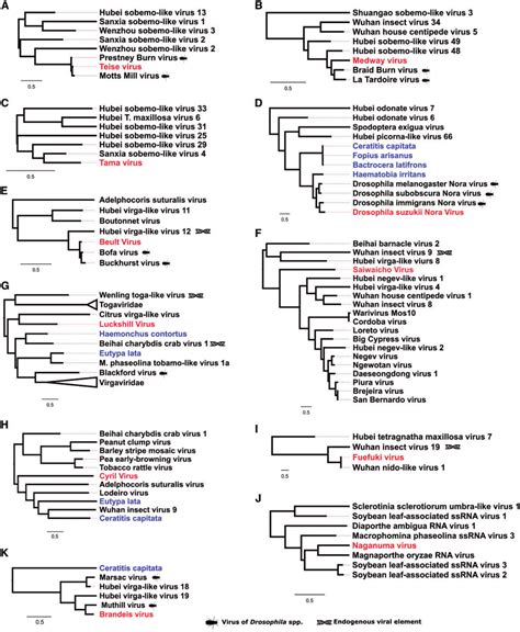 Positive Sense Single Stranded Rna Viruses Midpoint Rooted