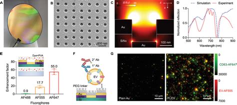 Fluorescence‐amplified Extracellular Vesicle Flex Sensing Technology Download Scientific