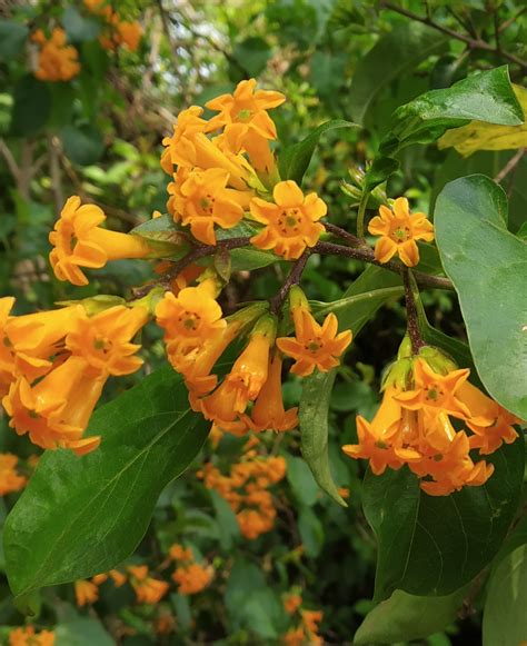 Cestrum Aurantiacum Hayloft