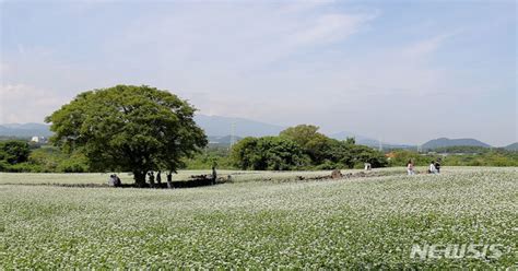 제주는 지금 메밀꽃 세상