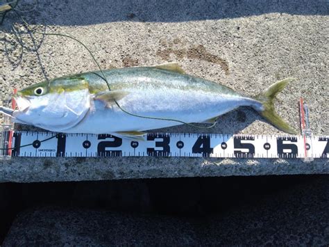 朝マヅメにメジロ 大阪府 貝塚 ショアジギング メジロ・ワラサ 陸っぱり 釣り・魚釣り 釣果情報サイト カンパリ