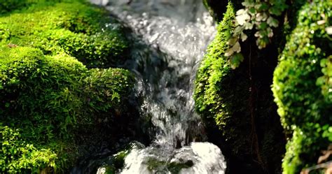 ویدیو خام طبیعت بهاری برای ساخت کلیپ