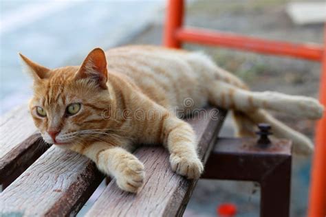 Cute Wild Cat Photographed In Cyprus Stock Image Image Of Mammal