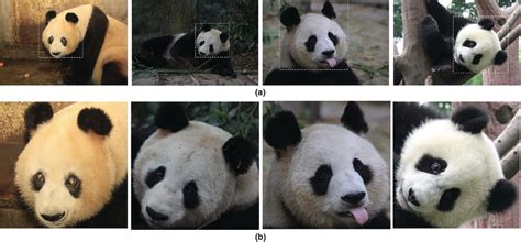 Examples Of Cropped Images A Original Samples B Cropped Samples Download Scientific