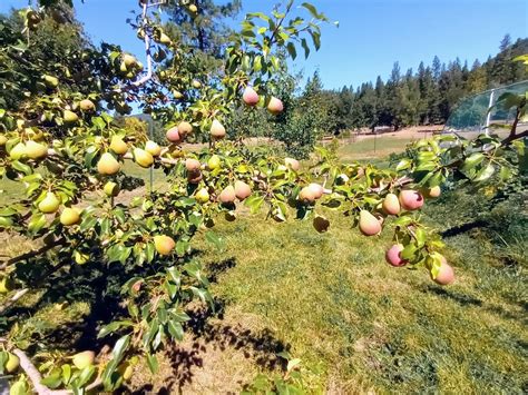 Karmijn De Sonneville Apple And Winnals Longdon Perry Pear Trees