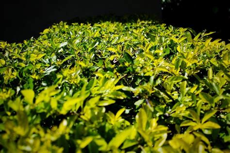 Small Trees Being Exposed In The Garden Outdoors Premium Photo