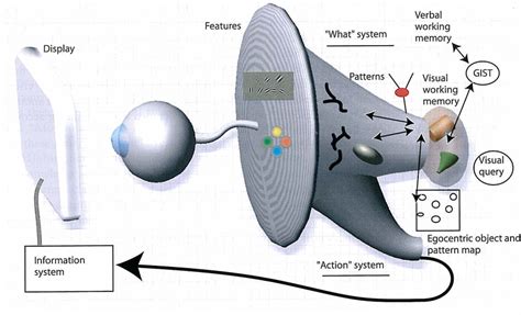 11 A Three Stage Model Of Human Visual Information Processing Download Scientific Diagram