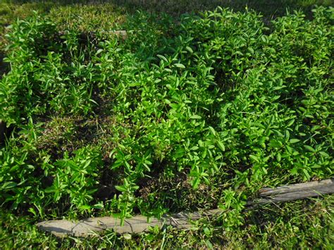 Sirop Din Menta Pappermint Cultivata Ecologic Biodac