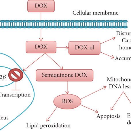 Simona CAINAP Medical Doctor Iuliu Haţieganu University of Medicine and Pharmacy Cluj