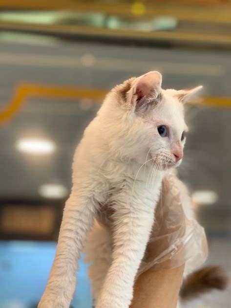 비숑프리제분양가 유기견 미니비숑 웰시코기분양 스피츠 요크셔테리어분양 먼치킨고양이 노르웨이숲고양이분양 강아지배변훈련 도그마루 홈스쿨 강아지훈련소 강아지입질 강아지분리