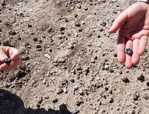 Coexisting Ancestors Fossil Teeth In Ethiopia Reveal Early Homo And Australopithecus Coexisted