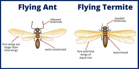 Flying Ants Vs Termites Key Differences Premier Literacy