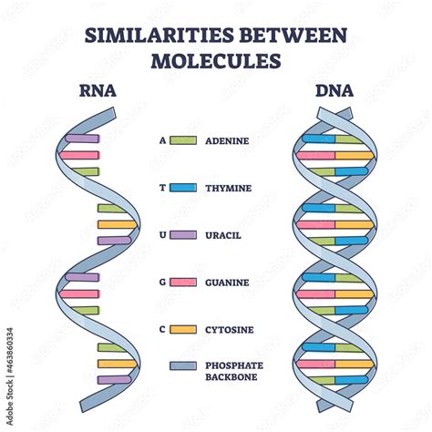Labeled Rna Model