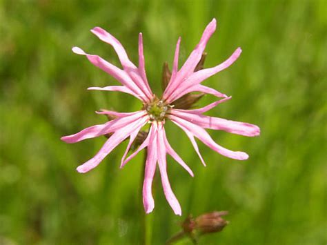 Kohoutek Luční Lychnis Flos Cuculi Zahradnictví Flos