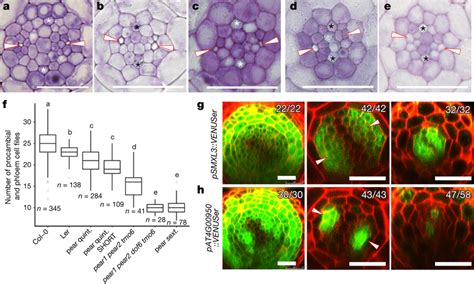 Pear Genes Activate Periclinal Cell Division By Controlling Downstream Download Scientific