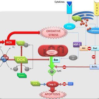 Molecular Transformations Of Doxorubicin Doxorubicin Can Be Reduced To Download Scientific