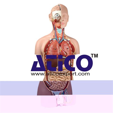 Torso Dual Sex Manufacturers And Supplier In India