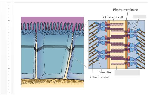 Actin Junctions Proteins Diagram Quizlet
