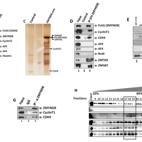 Interaction Of Zmynd8 With P Tefb Complex A Purification Of Download Scientific Diagram