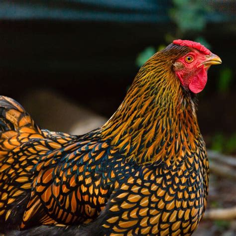 Golden Laced Wyandotte Eggs