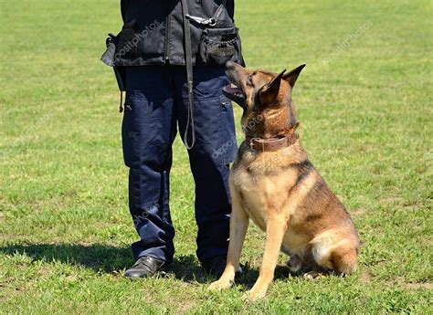 Oficial De Policía K9 Con Su Perro En Entrenamiento Fotografía De Stock © Sssss1gmel 62594059