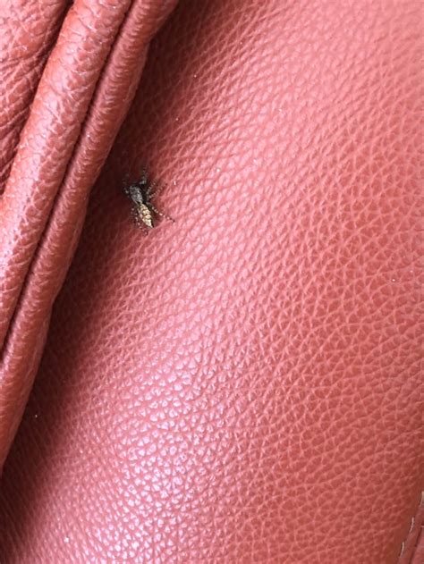 A Jumpy Spider R Spiderid