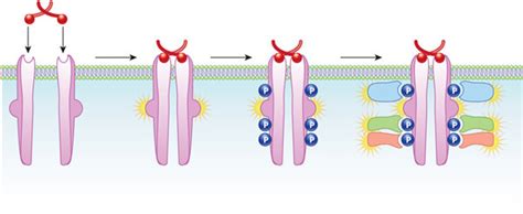 Enzyme Linked Receptors Diagram Quizlet
